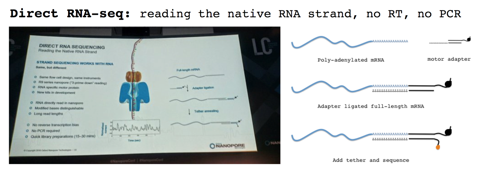 CoreGenomics: Oxford Nanopore's Direct RNA-seq - the killer app for ...