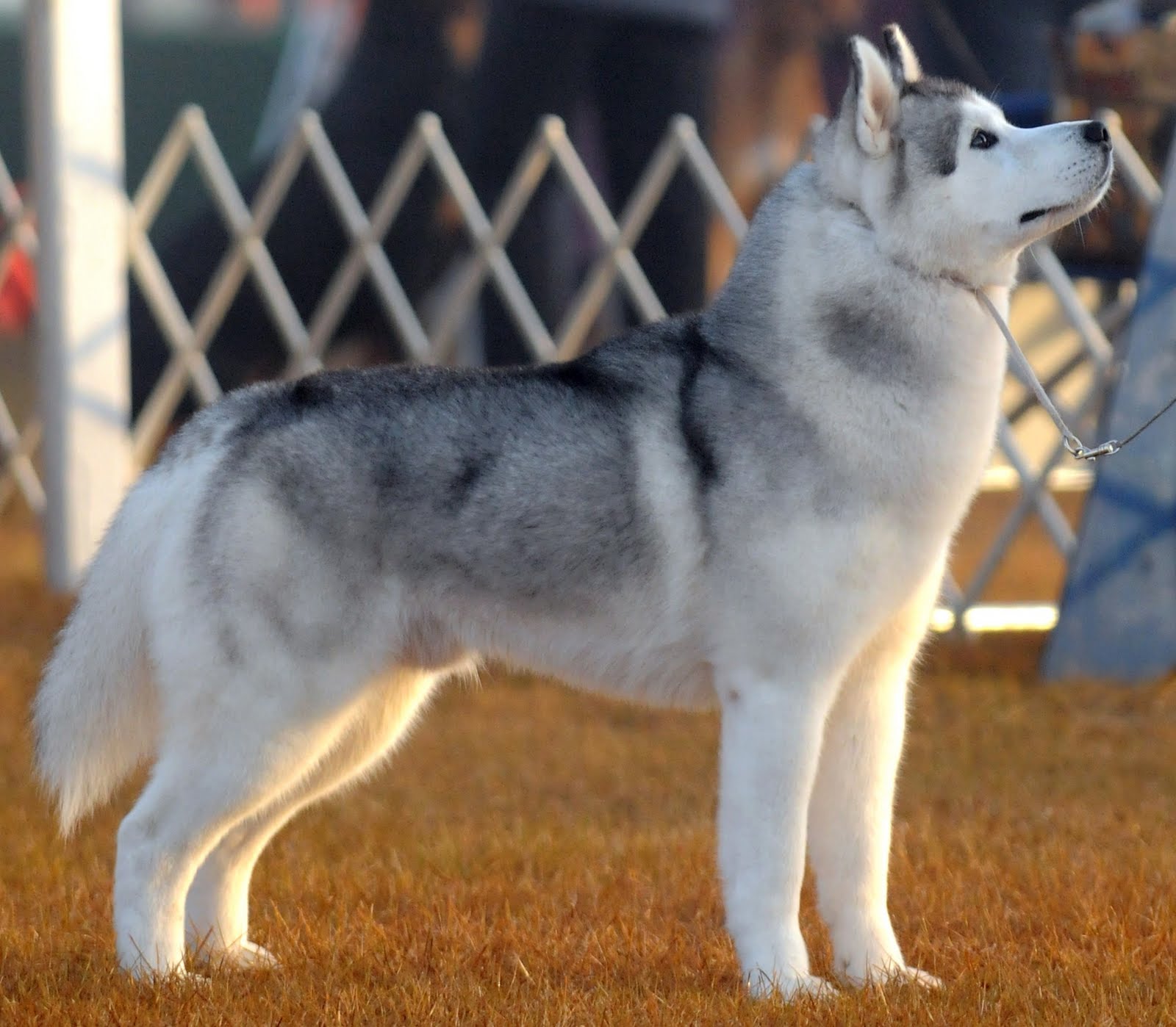 alla ricerca del Siberian Husky: Accoppiare il cane maschio o femmina