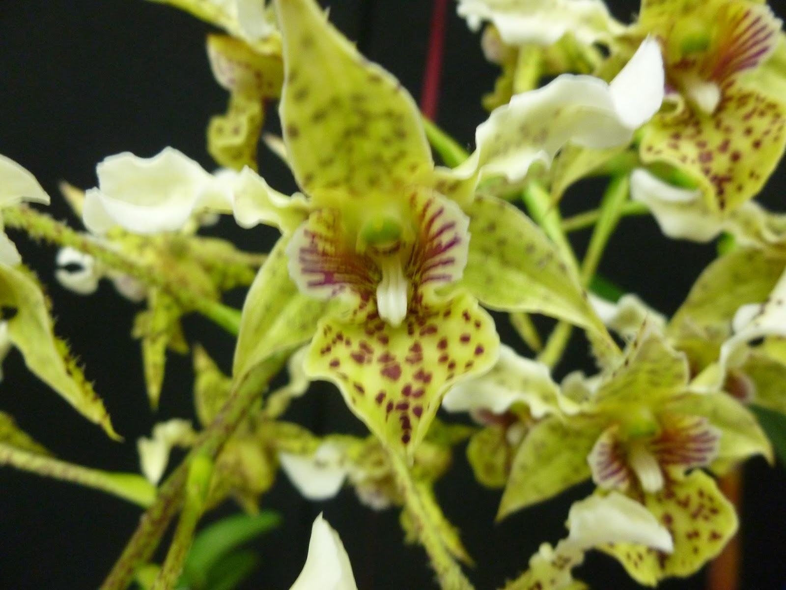 Onslow and Miss B: Australian Native Orchid Society conference