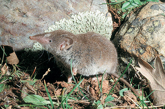 Imágenes del mundo animal: Musaraña