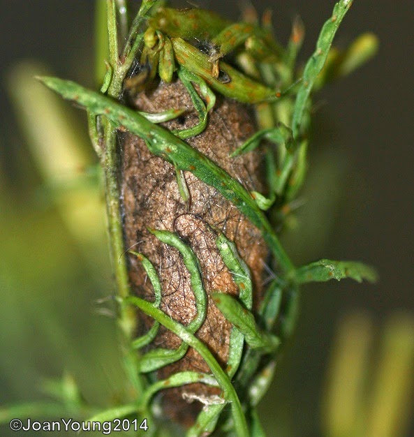 South African Photographs: Caterpillar pupa moth - Geometridae