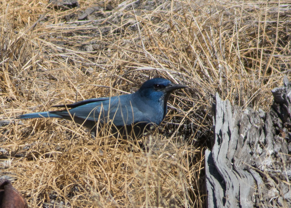 Len's Lens - Confessions of a digiscoper: Pinyon Jay - Gymnorhinus ...