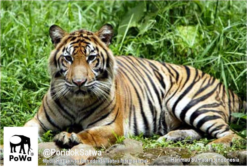 MAMALIA ENDEMIK INDONESIA : Harimau Sumatera, Apa kabarmu Raja Rimba ...