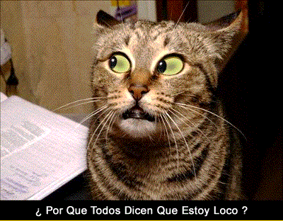 Sr. Caballo: Los más gatos de Internet