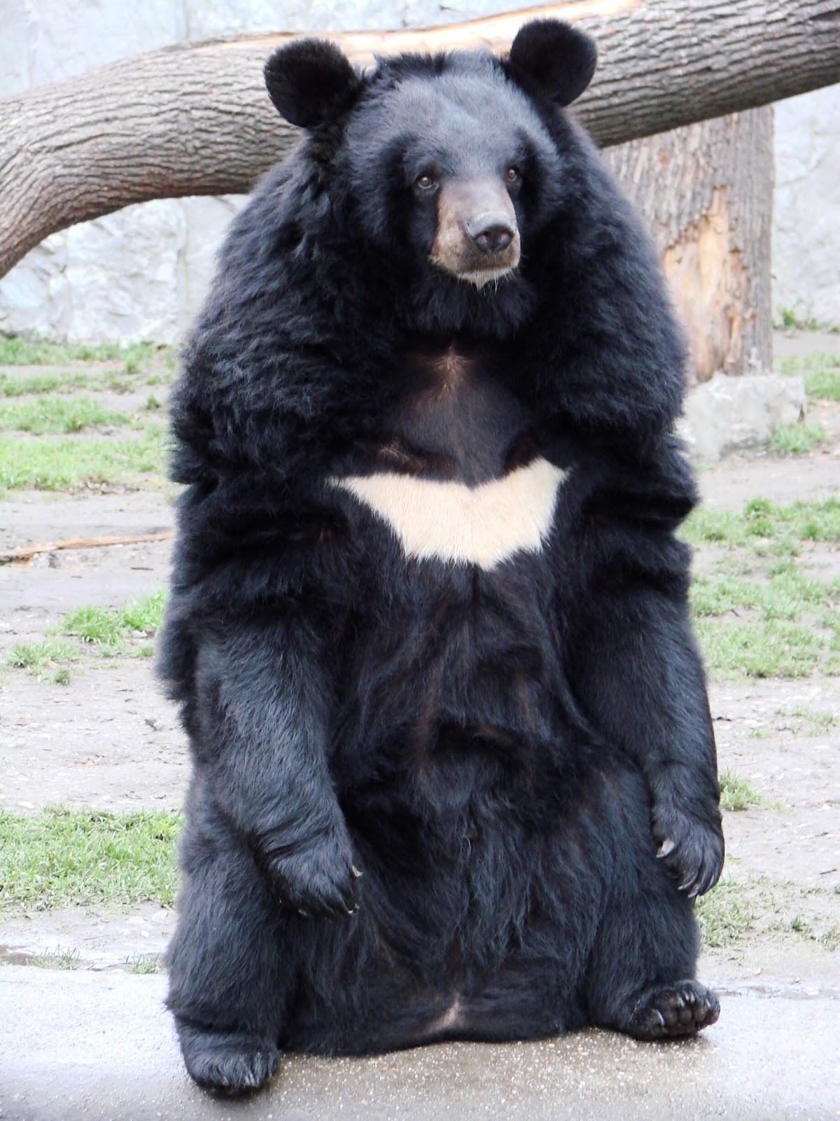 Indian Black Bear indian-black-bear