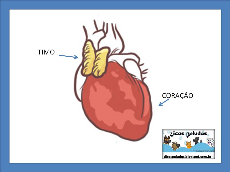 DICAS PELUDAS: TIMOMA (TUMOR DO TIMO EM CÃES E GATOS )