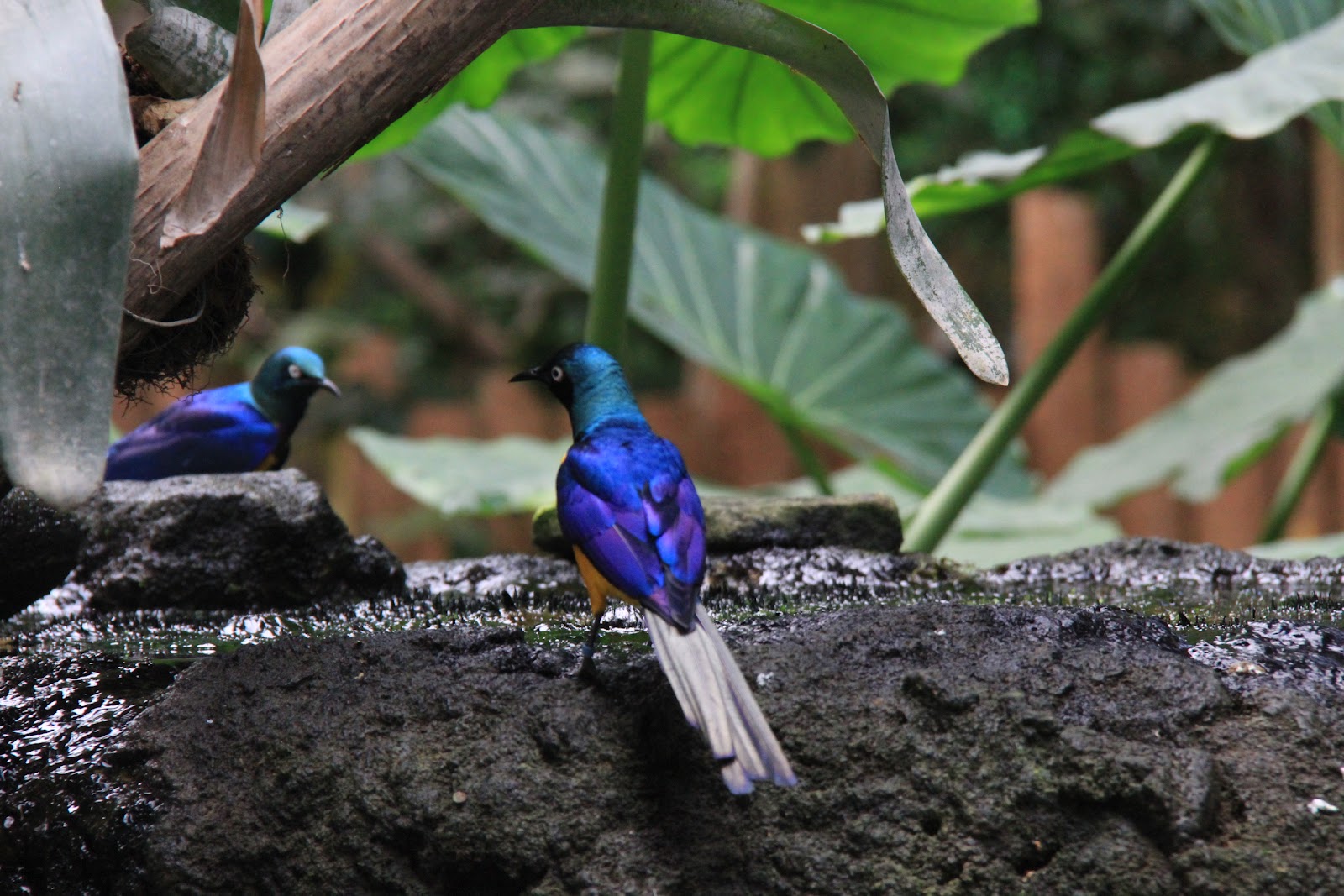 Photos from the life of a Welshman: Chester zoo birds