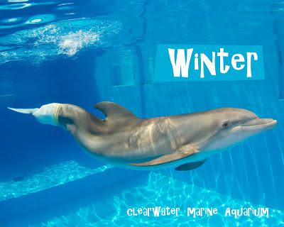 The Glam Green Girl: Dolphin Tale: Winter