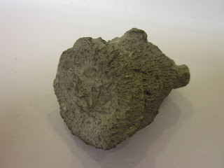 Dr.Pollack's Wonderfully Beneficial Geology Class!: Fossils - Phylum ...