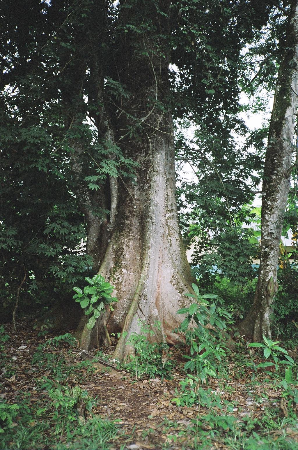 Tanzania: Tanzanian trees and plants