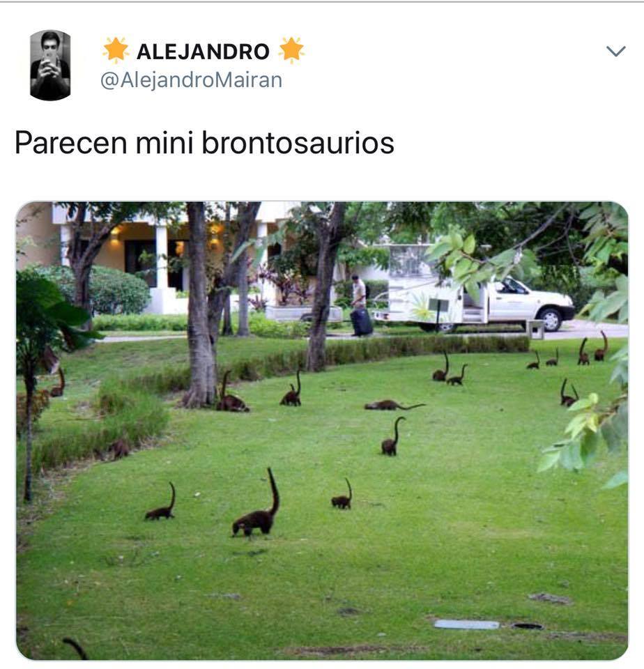 Tiny Brontosaurus Memes