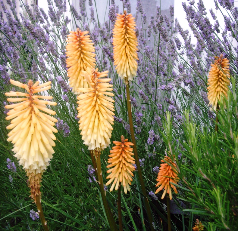 THE BASKETRY GARDEN: August 2012