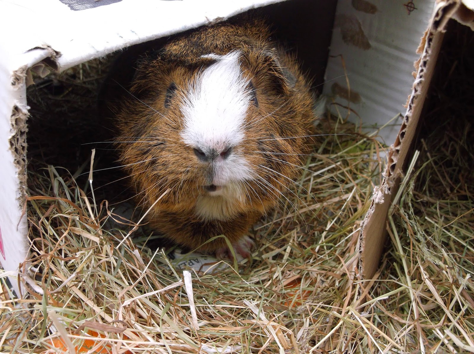 Undercover Guinea Pigs: A scary day at Piggyfriends.