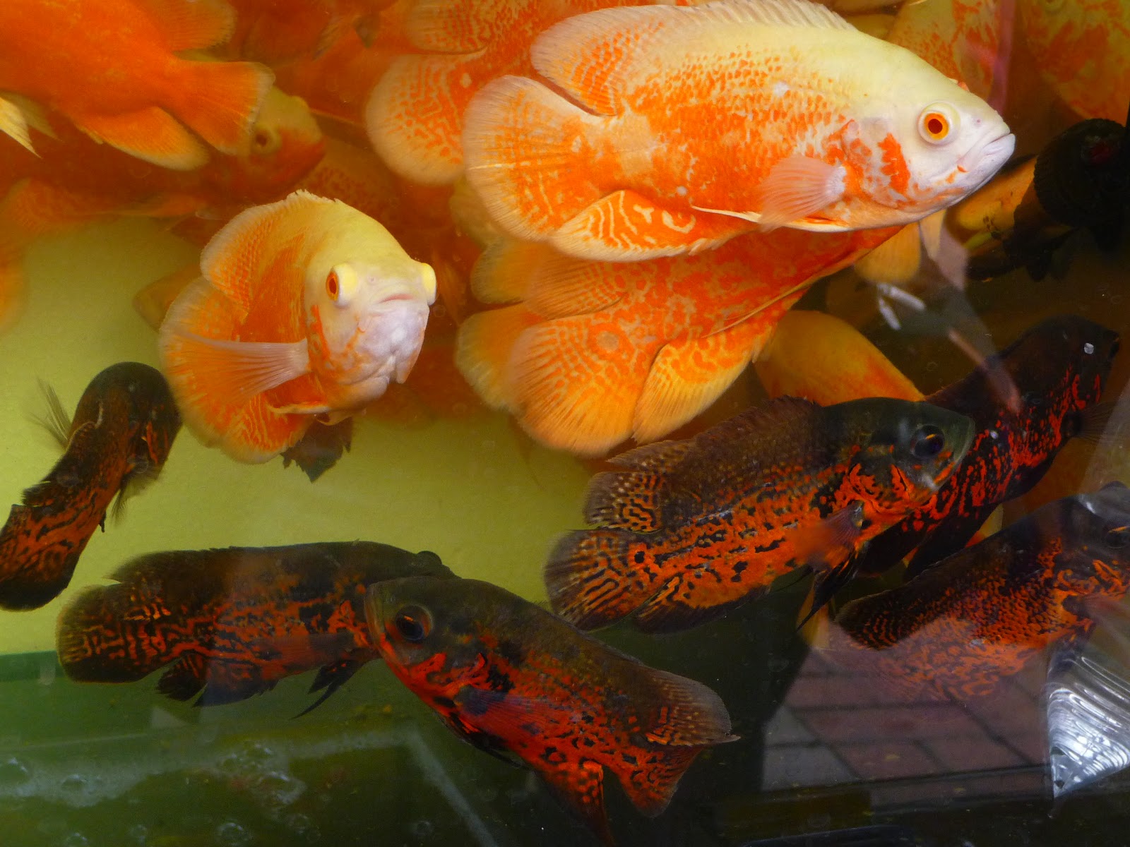 Cath à HK: Poisson de Chine!