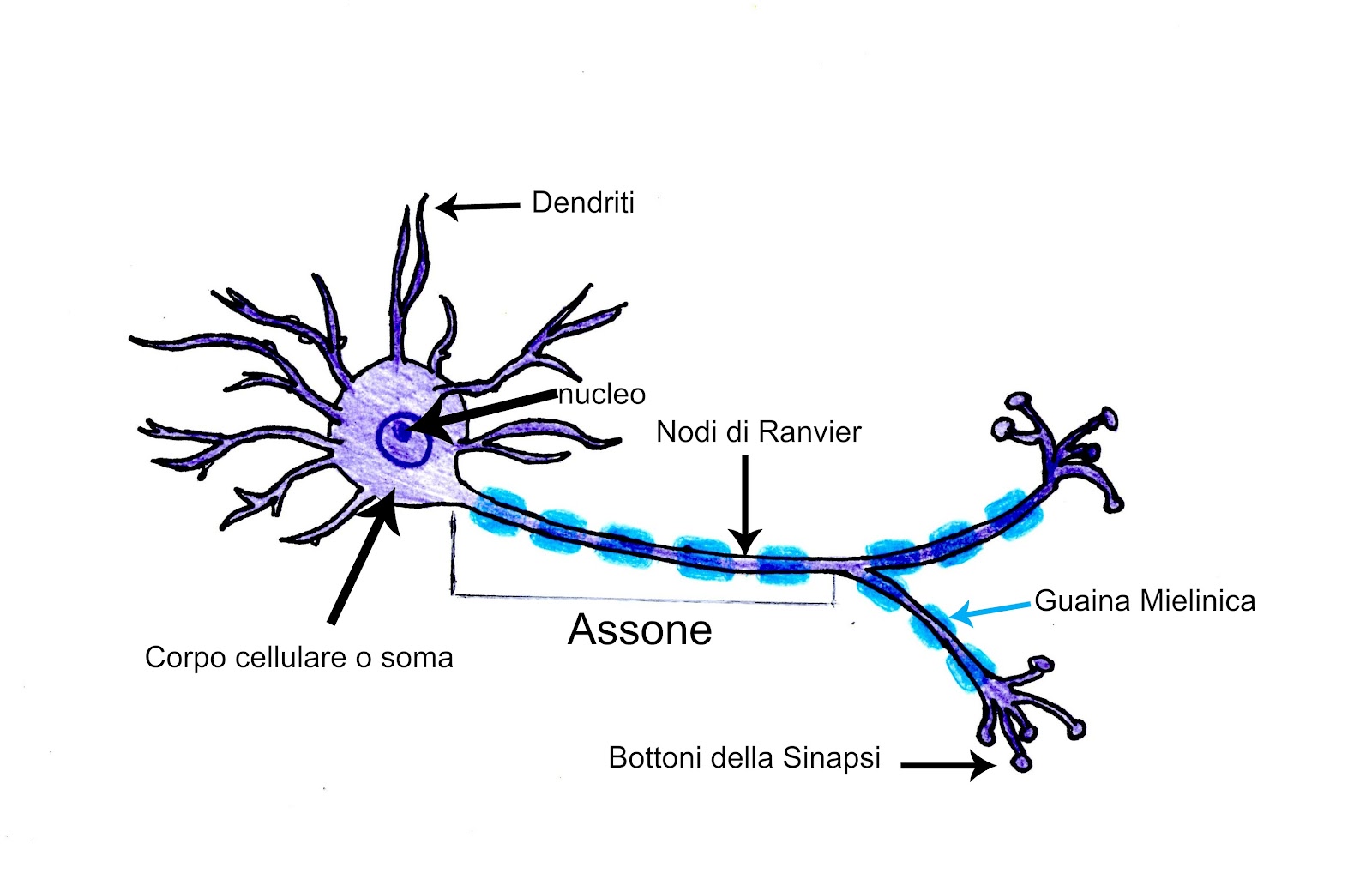 NEURONE: SIGNIFICATO E COMMENTI