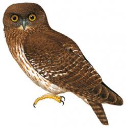 Tierra de lechuzas, búhos, mochuelos, autillos, cárabos: Ninox de la ...