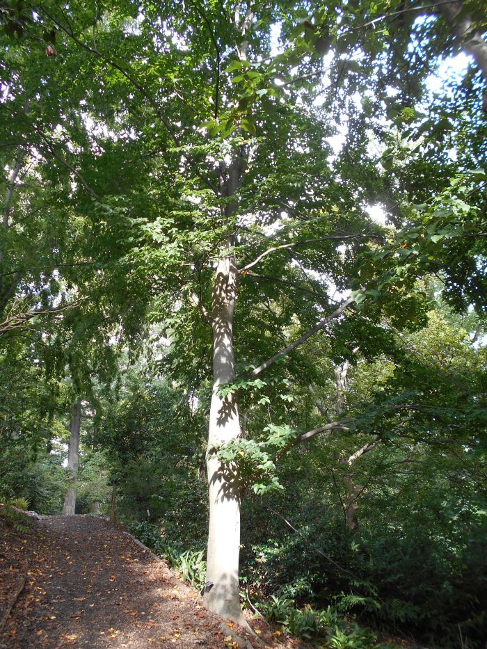 Future Plants by Randy Stewart: Beech