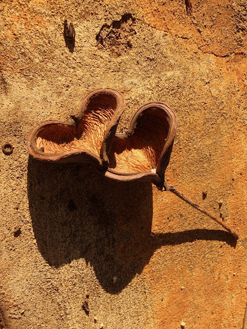 Aloha from Hawaii: The Valentine tree