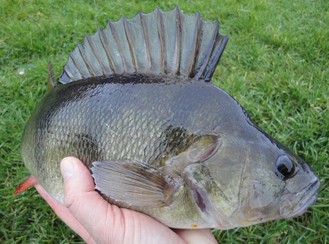 Out fishing: Kantikaal Baars