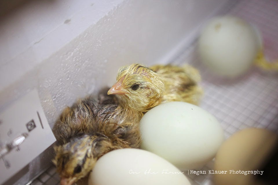 Growin & Crowin - Bringing back the Homestead: :: The birth of Cindy ...