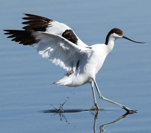 Pied avocet photos | Birds of India | Bird World