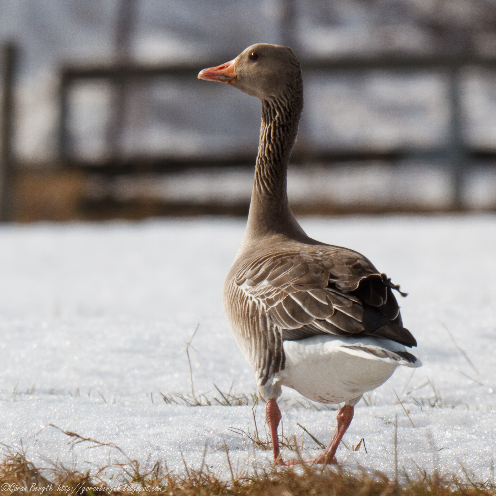 Göran Bength - foto: Grågås, Alsbäck