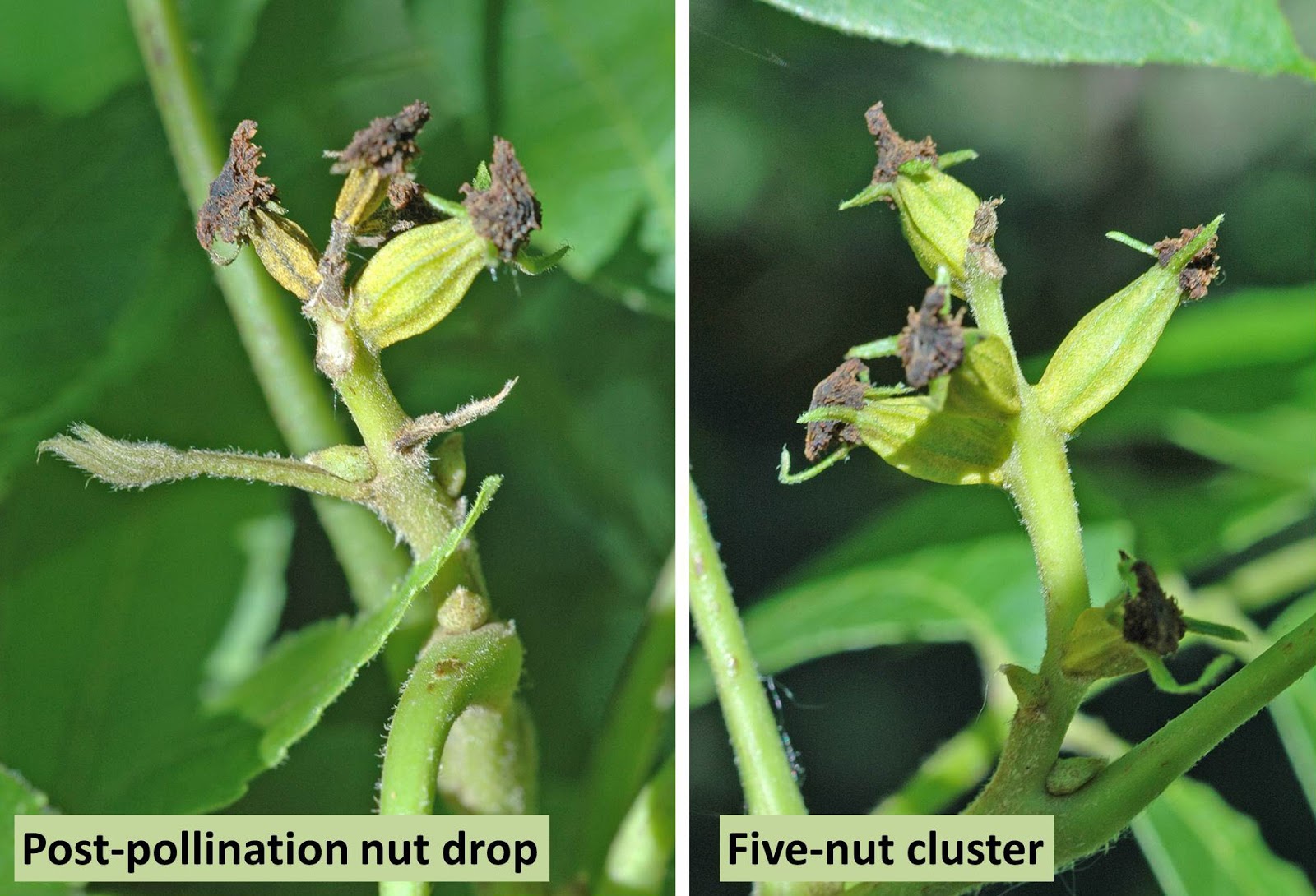 Northern Pecans: Post-pollination nut drop