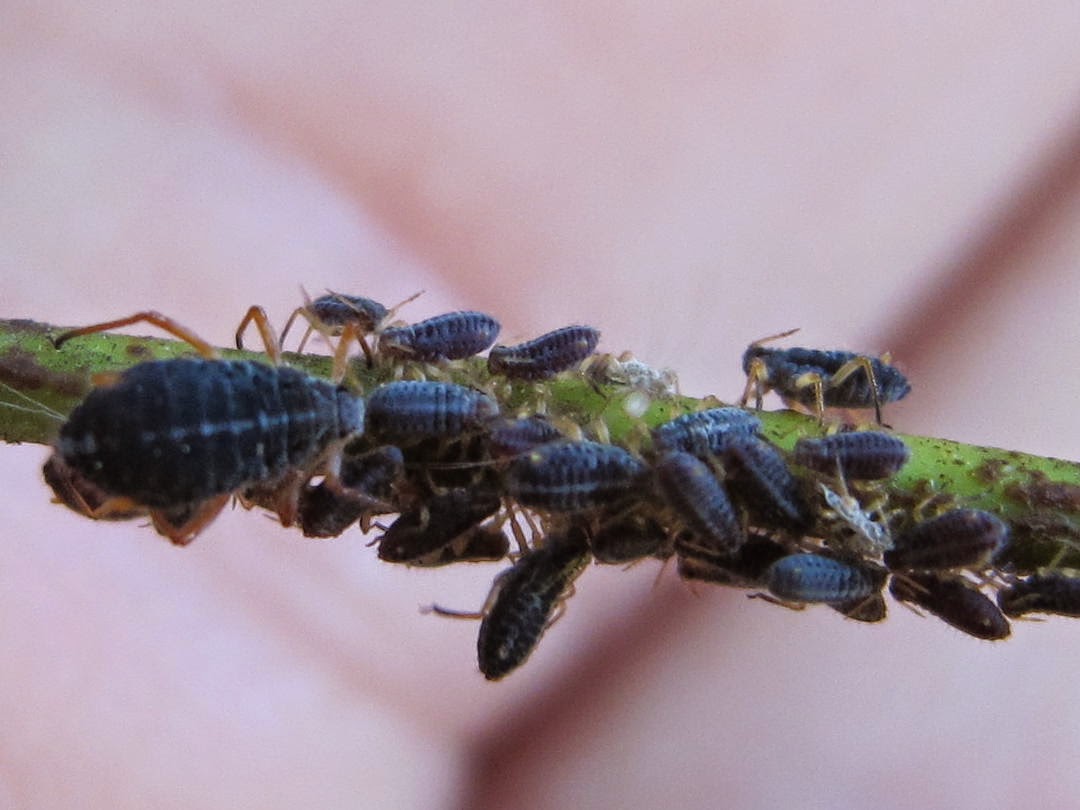 Blue Jay Barrens: Honeydew Rain