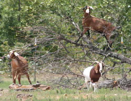 Sheep Tips & Tricks: Sheep vs. Goats