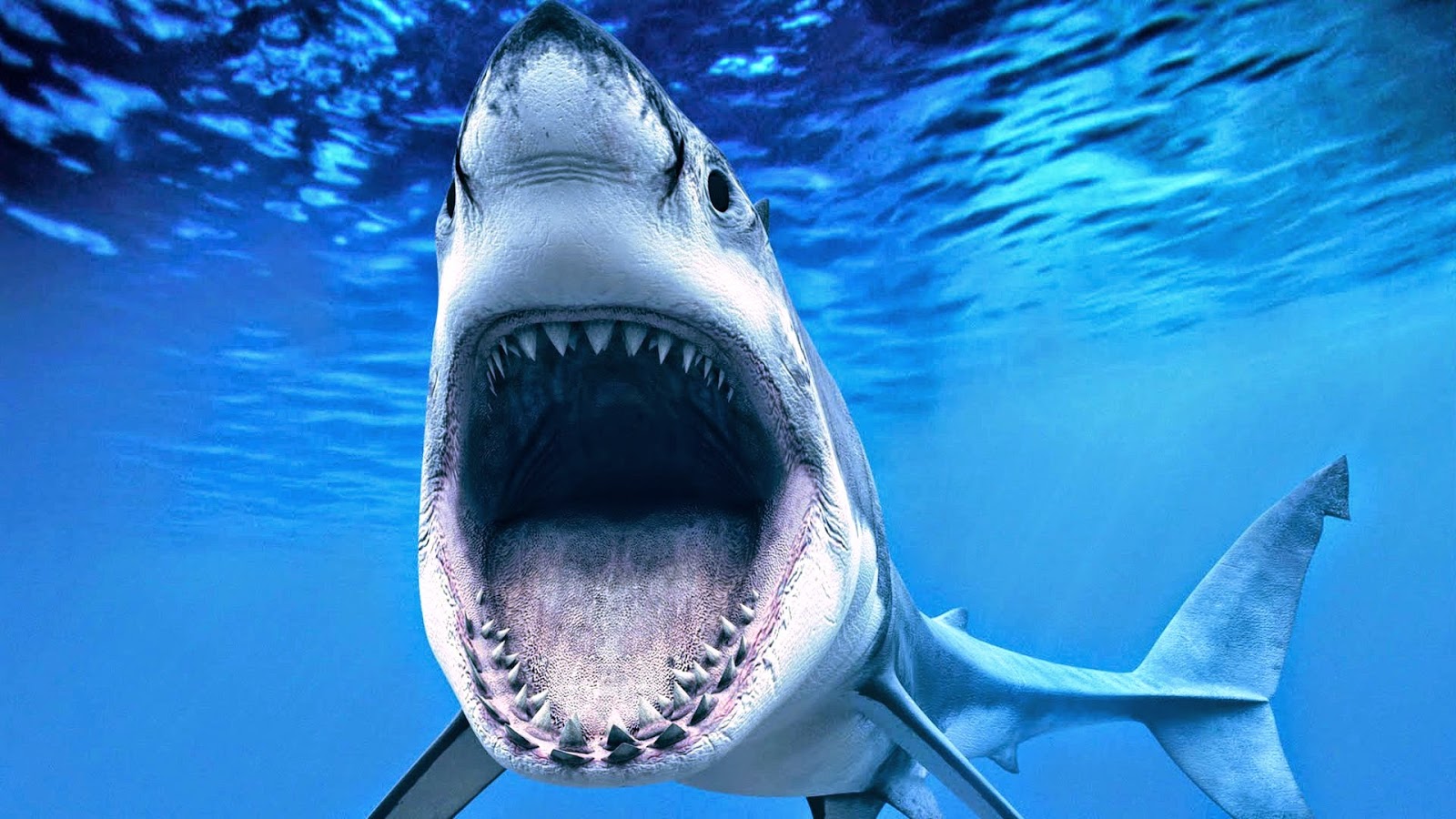 Shark - HD Wallpapers | Earth Blog