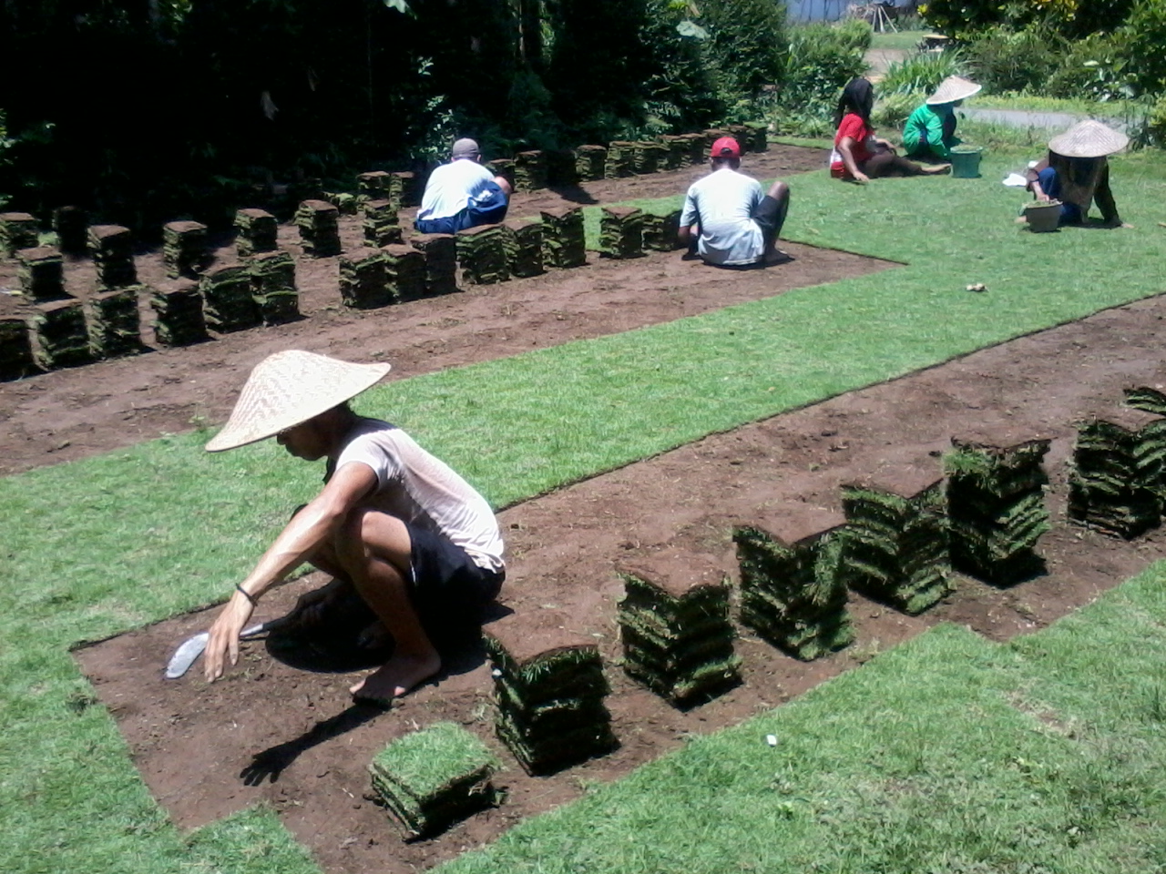 RUMPUT ZOYSIA MATRELLA ATAU RUMPUT MANILA ( RUMPUT JEPANG ) TIDAK KALAH ...