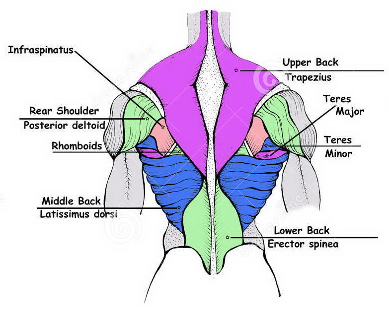 FitGangster: Sexy Back : เสริมหลังให้หนา ด้วย T – Bar Row (มี Clip)
