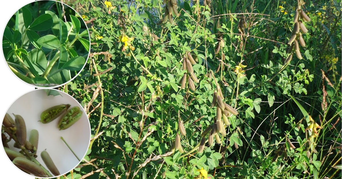 v e r d e c h a c o: Crotalaria / Cascabel / Chipiaxaic