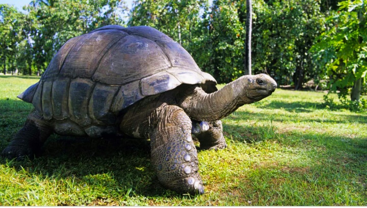 Megalochelys atlas, the World's Largest Turtle - SMPN 1 Bungkal