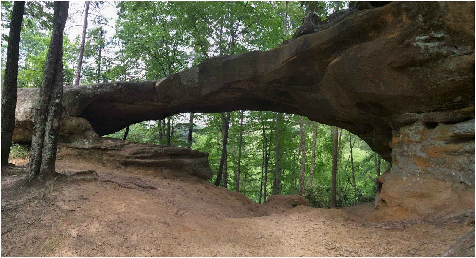 Barrett's Happy Trails : Kentucky - Sassafras