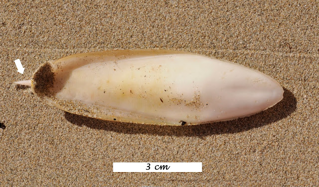 Tesoros a la orilla del mar: 2017