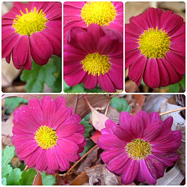 Pink Feverfew Flower ~ Wallpapers and Daily Qoutes