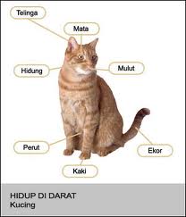 BAGIAN TUBUH HEWAN DAN KEGUNAANNYA ~ JENDELA ILMU