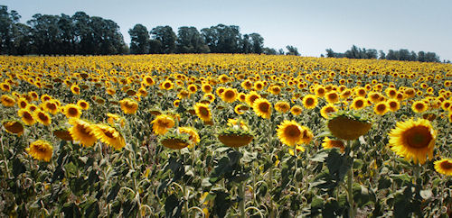 The Presurfer: How Sunflowers Track The Sun Across The Sky