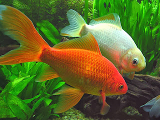 VIDA ANIMAL: PECES