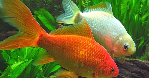 VIDA ANIMAL: PECES