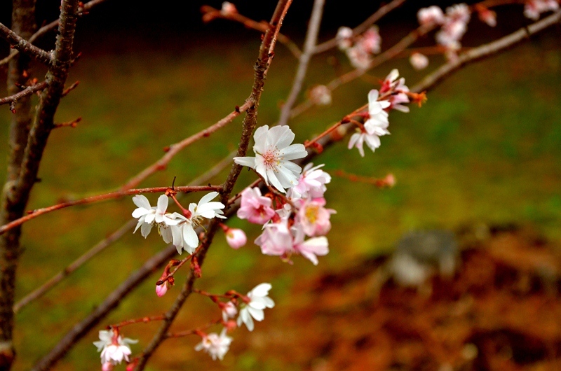 The Japan Tour: Kyoto day 2 - Kyoto Imperial Palace 京都御所 (Kyoto Gosho)