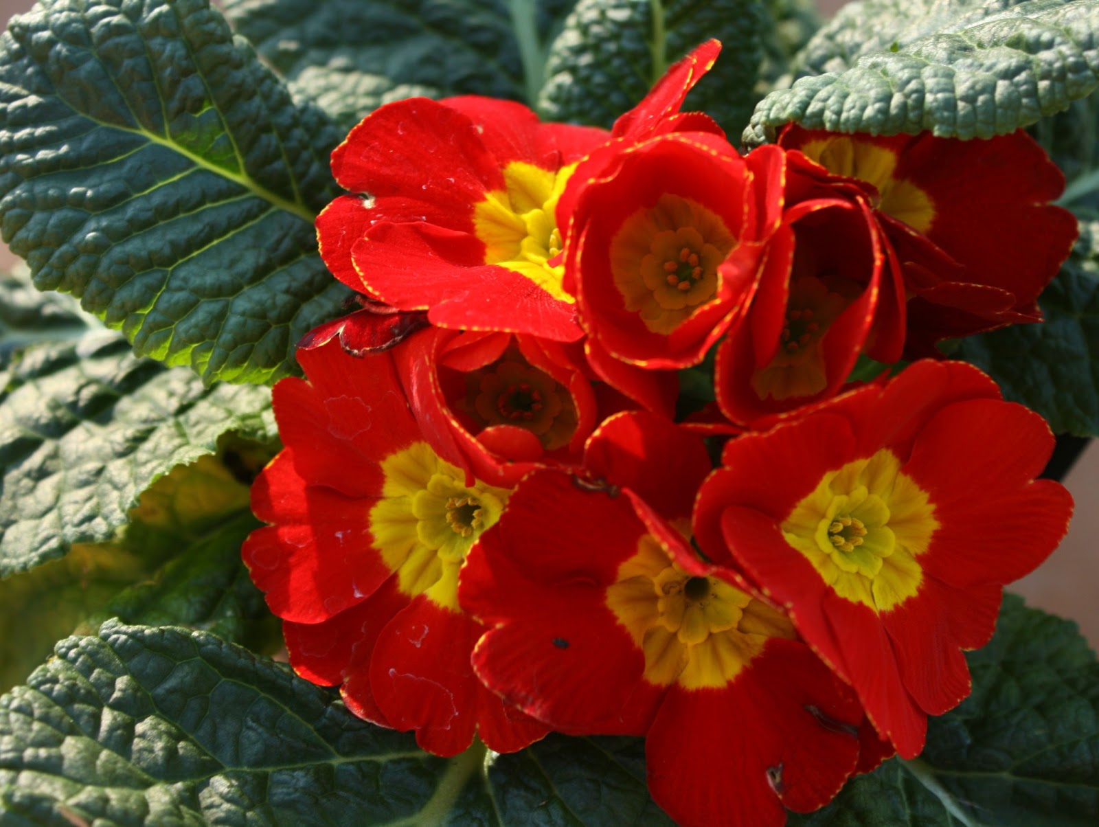 The Other Oeuvre: A Red Primrose