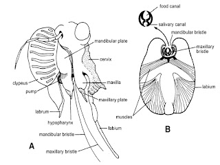 Ento-UIS: HEMIPTERA: Cicadellidae (Leafhoppers)