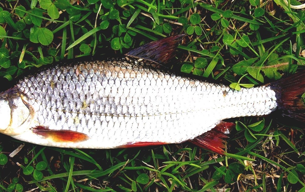 Common Roach - Roach Fish Pictures