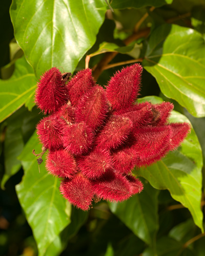 Achiote as red dye and flavoring for cacao beverage for Maya and Aztec.