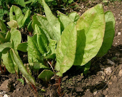 As folhas da azeda ou azedinha têm um agradável sabor ácido