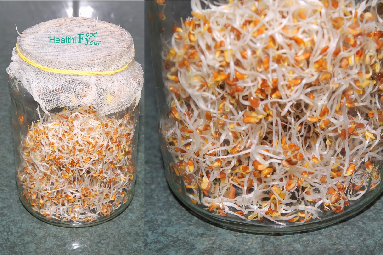 Healthify Your Food: Germeni de lucerna