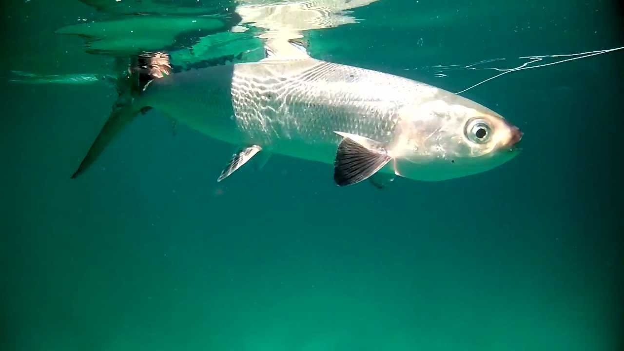 Milkfish Suppliers for Grocery Store Product Supply - Milkfish Supplier ...