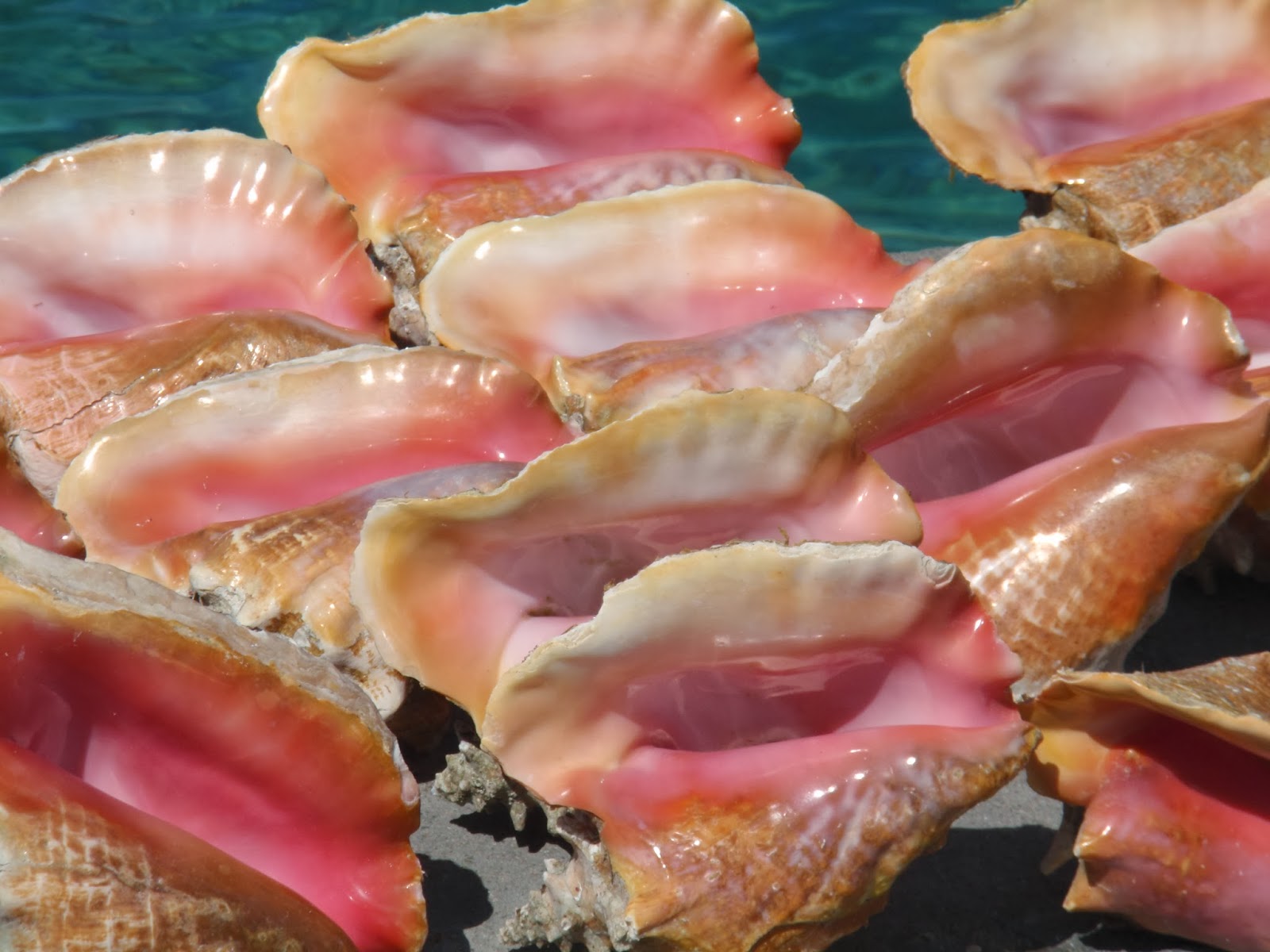 Hands Up, Heart Full: All Hail the Queen (Conch)!!!!